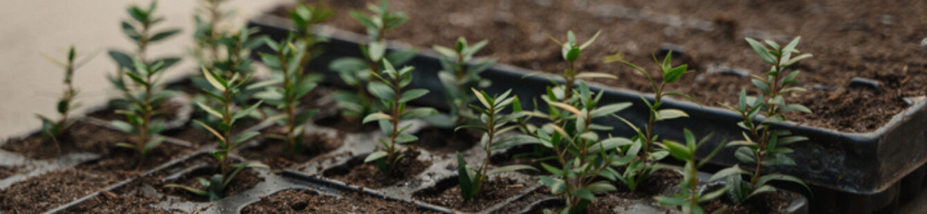 Bloomingdale Garden Club – Fostering a love of gardening